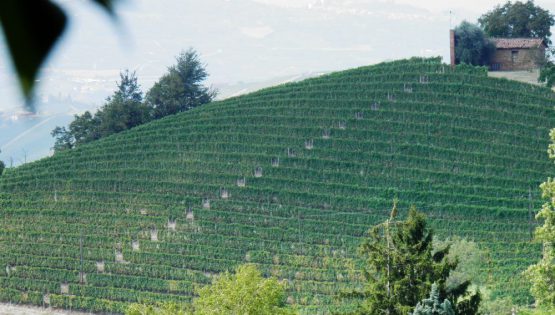 Langhe.net - Il portale territoriale di Langhe e Roero