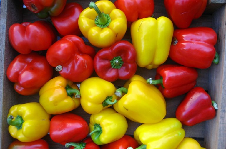 Il peperone di Carmagnola: ce lo racconta Domenico Tuninetti