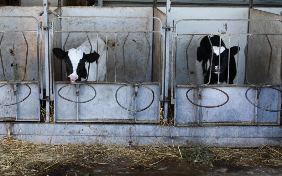 Come si fa il Formaggio? Il Caglio, tutto ciò che devi sapere