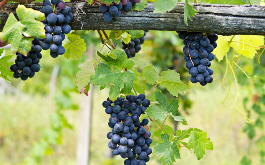 What are the native grape varieties of Langhe and Roero?