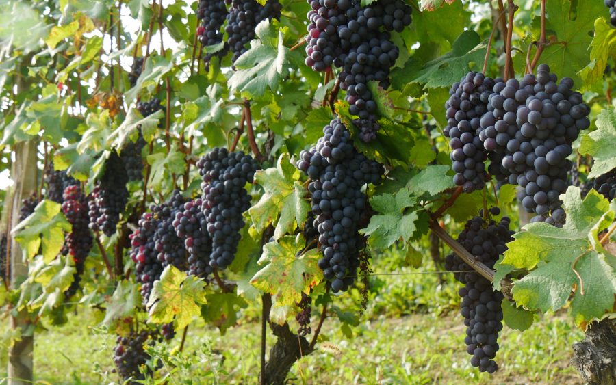 What are the native grape varieties of Langhe and Roero?